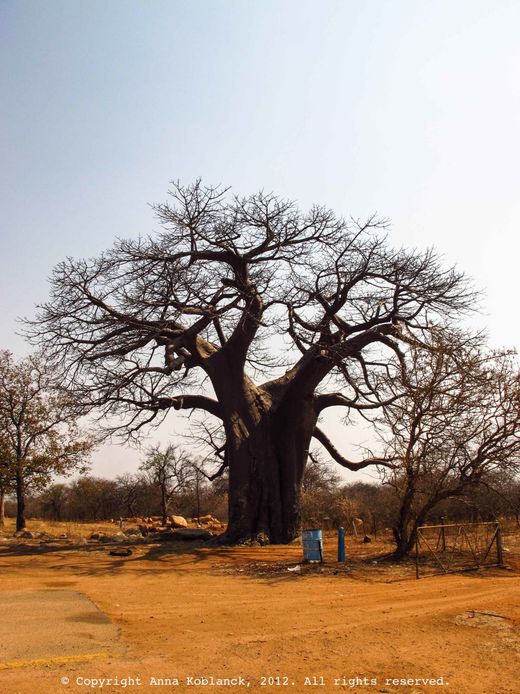 Baobab Ice Cream – Botswana