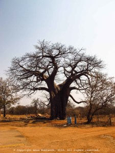 Baobab Ice Cream – Botswana
