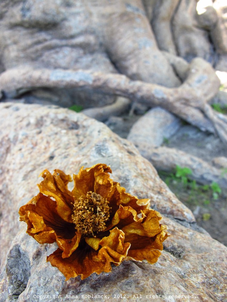 Baobab Ice Cream – Botswana