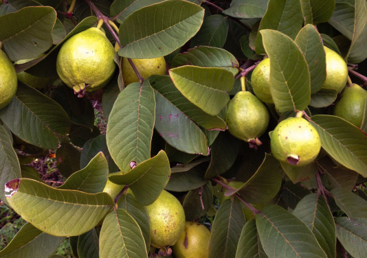 Roast Pork Belly with Poached Guavas and Simonzola Sauce – South Africa
