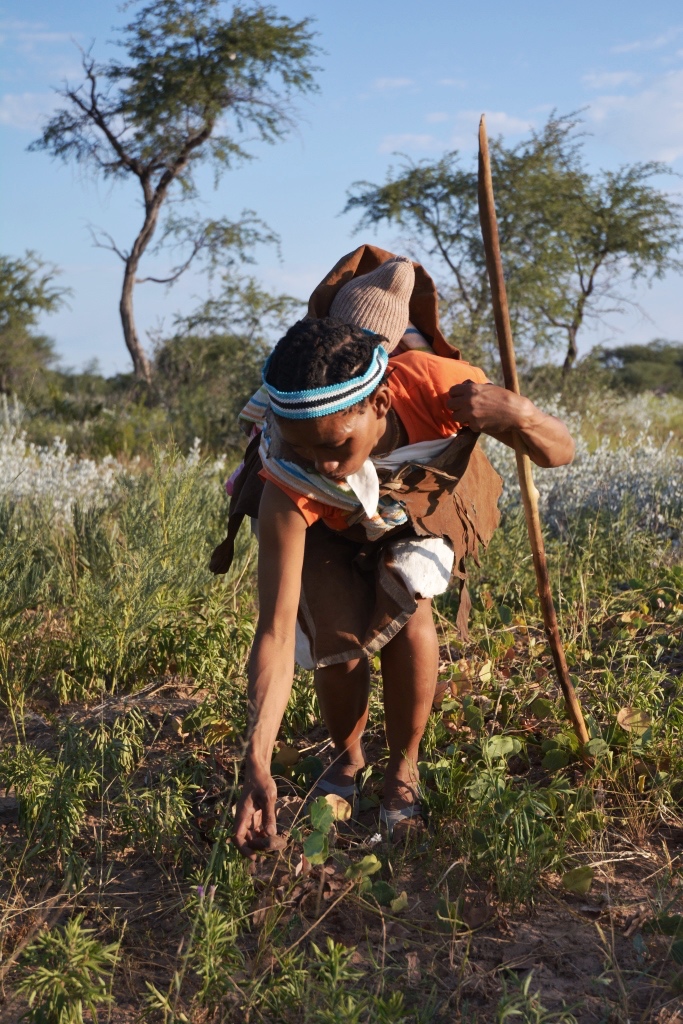 Foraging with the San people of the Kalahari – Botswana